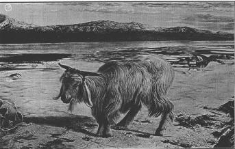 ATONEMENT FOR SINS – THE TWO GOATS IN LEVITICUS 16 – Follow the Vine ...